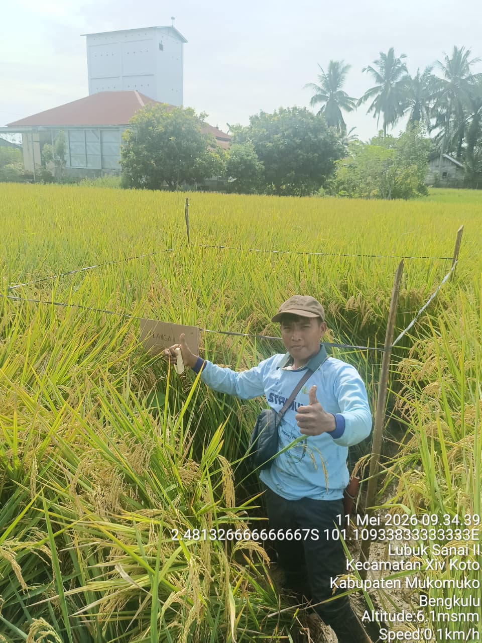 Hasil Panen Padi Meningkat Signifikan Berkat Teknologi PT Biotis Agrindo