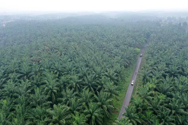 Provinsi Penghasil Sawit Terbesar di Indonesia: Denyut Ekonomi dari ...